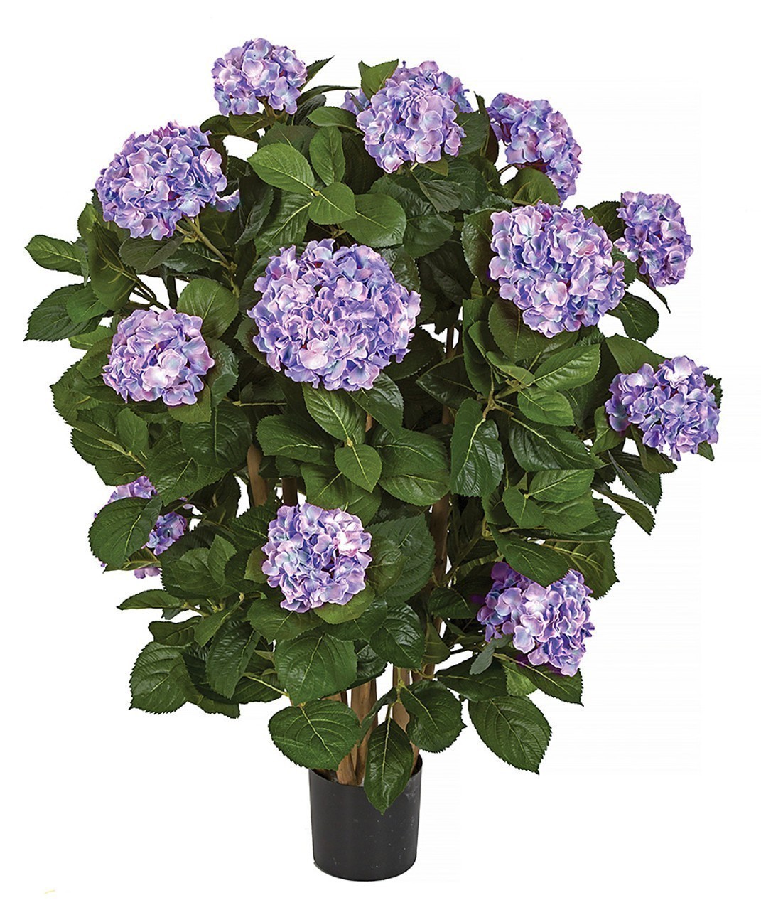 Purple Hydrangea Bush
